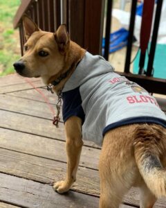 21 Shiba Inu Mixes That You Would Find Adorable - The Goody Pet