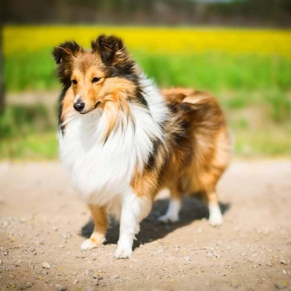 43 Fluffiest Dog Breeds: Cuddle & Snuggle! - The Goody Pet