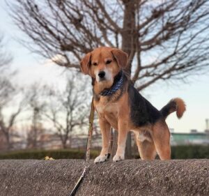 21 Shiba Inu Mixes That You Would Find Adorable - The Goody Pet