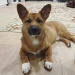 52 Extremely Adorable Corgi Mixes That Will Make You Go Awww - The ...