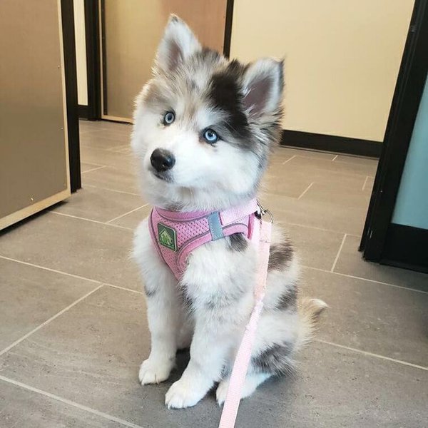 13 Mini Husky Mixes For Miniature Canine Lovers - The Goody Pet