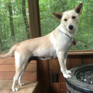 21 Shiba Inu Mixes That You Would Find Adorable - The Goody Pet