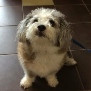 52 Extremely Adorable Corgi Mixes That Will Make You Go Awww - The ...