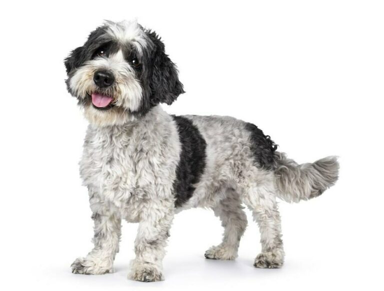 Shih Tzu Husky Mix - Your Complete Breed Guide - The Goody Pet