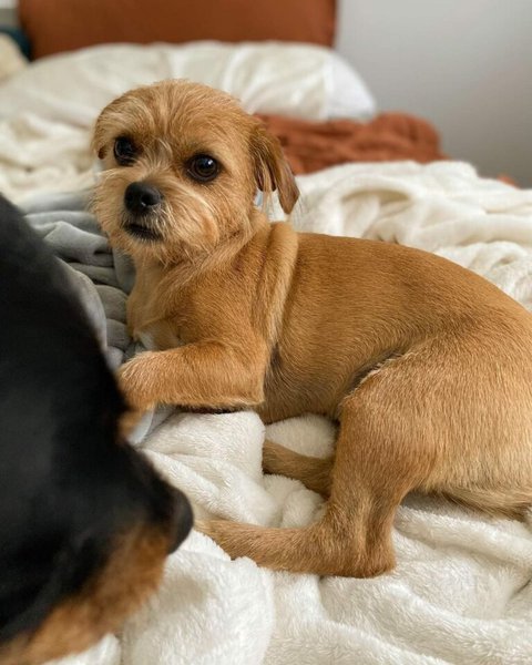 26 Weird & Unusual Dog Mixes You Find Them Hard To Believe - The Goody Pet