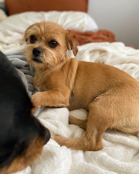 26 Weird & Unusual Dog Mixes You Find Them Hard To Believe - The Goody Pet