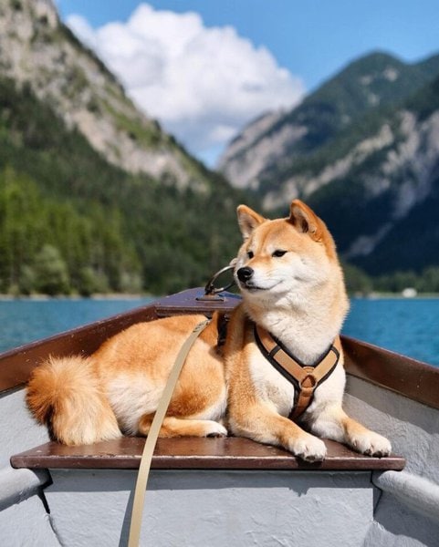 21 Native Japanese (いぬ) Dog Breeds + Pictures - The Goody Pet