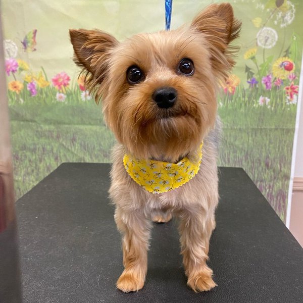 52 Yorkie Haircuts That Would Make Your Yorkshire Terrier A Star - The ...