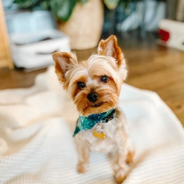 52 Yorkie Haircuts That Would Make Your Yorkshire Terrier A Star - The ...