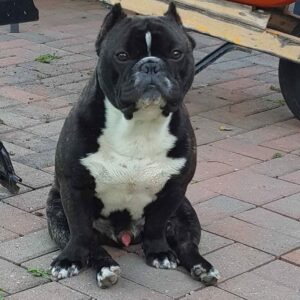 43 Bully Dog Breeds You Don’t Want To Mess With - The Goody Pet