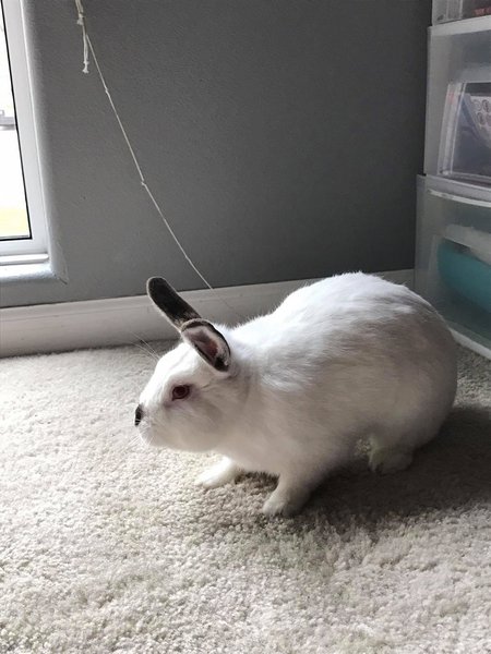 Why Do Dogs Eat Rabbit Poop? What Went Wrong? - The Goody Pet