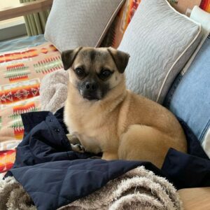 21 Shiba Inu Mixes That You Would Find Adorable - The Goody Pet