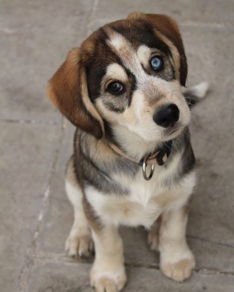 13 Mini Husky Mixes For Miniature Canine Lovers - The Goody Pet