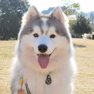 42 Best Dog Breeds For Women Only - The Goody Pet