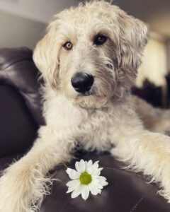 62 Poodle Mixes That You Cannot Remember Them All - The Goody Pet