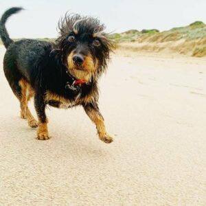 43 Adorable Dachshund Mixes That You Never Knew Existed - The Goody Pet