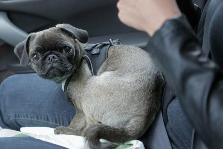 16 Fascinating Colors And Patterns Of A Pug - The Goody Pet