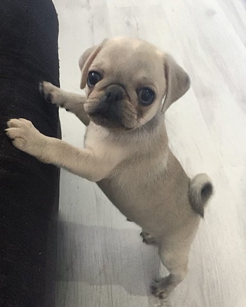 16 Fascinating Colors And Patterns Of A Pug - The Goody Pet