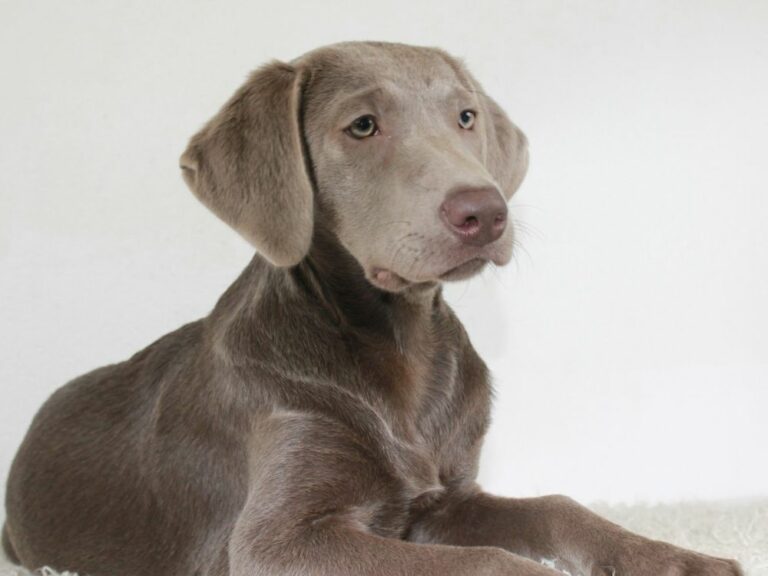 Chocolate Labrador - Your Complete Breed Guide - The Goody Pet