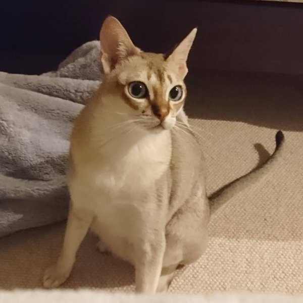 23 Common Cat Breeds That You Can Find In Your Neighborhood - The Goody Pet