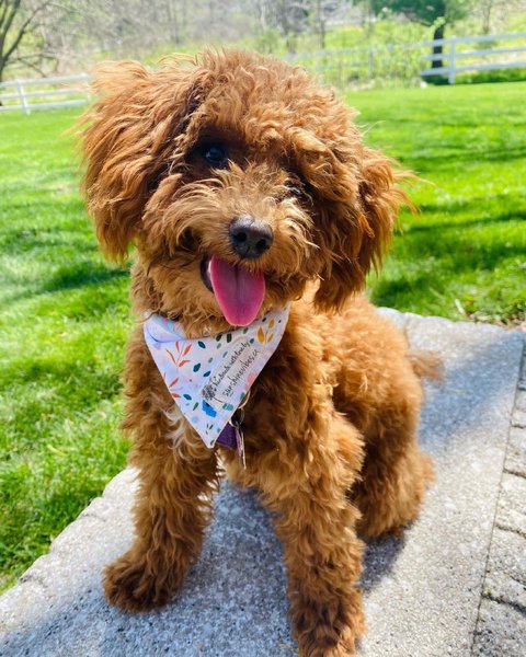Mini Goldendoodle - Your Complete Breed Guide - The Goody Pet