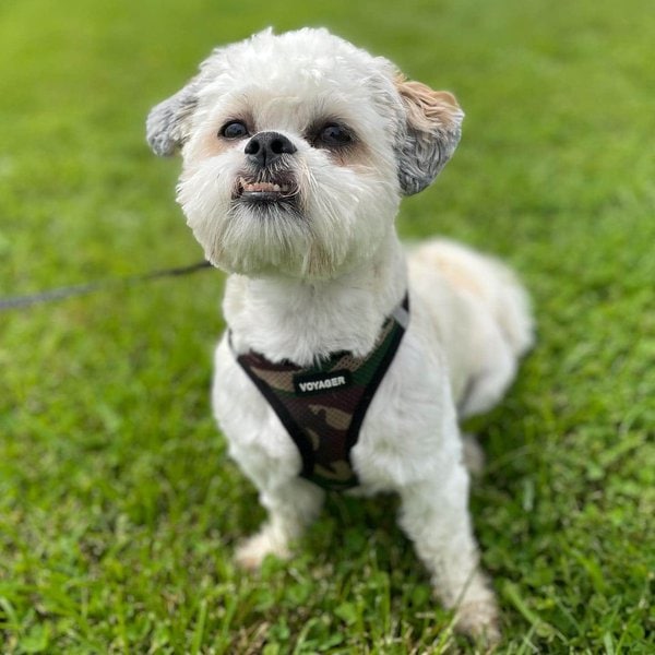 Havanese Shih Tzu Mix - Your Complete Breed Guide To The Havashu - The ...