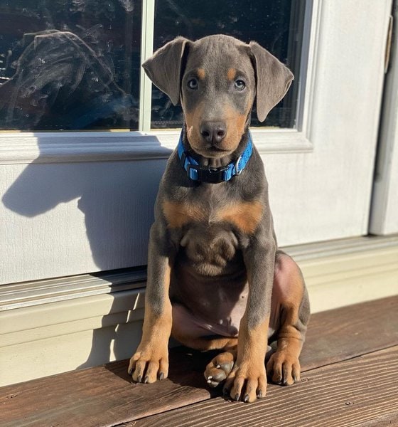 Blue Doberman - Your Complete Breed Guide - The Goody Pet