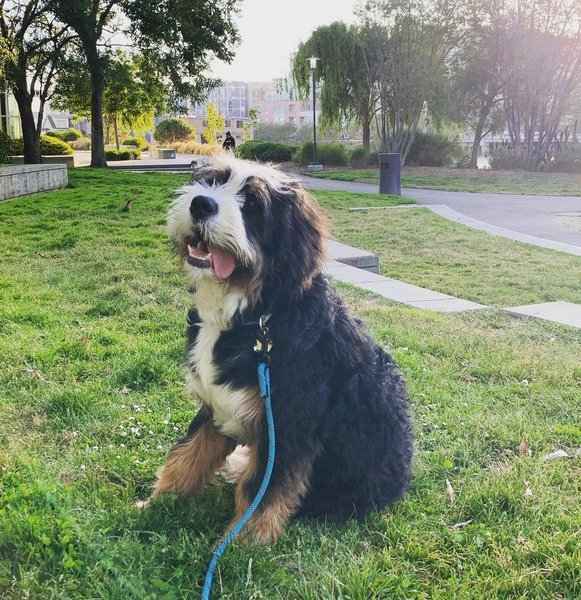 Bernese Mountain Dog Poodle Mix - Your Complete Breed Guide To The ...