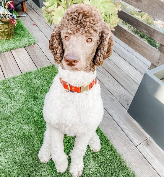 Parti Poodle - Your Complete Breed Guide - The Goody Pet