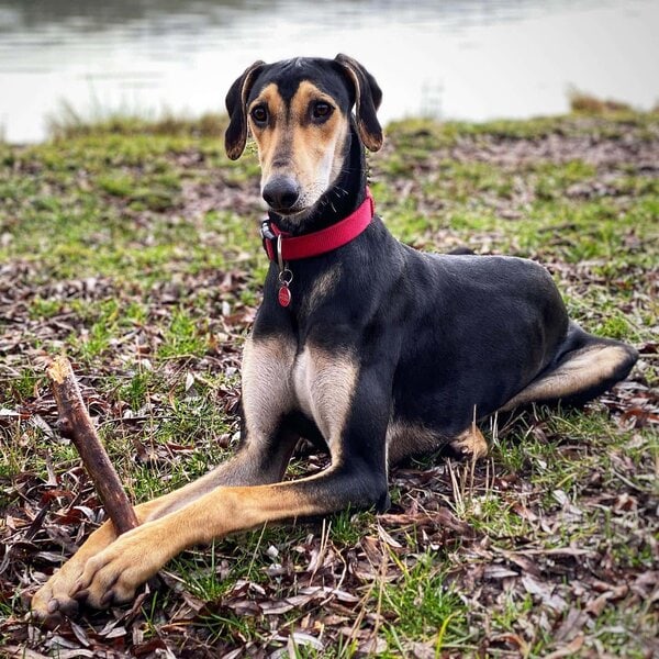 14 African Dog Breeds Originating From The Continent Of Africa - The ...