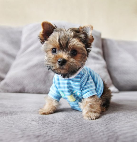 Teacup Miniature Yorkie: Expert's Breed Profile & Care Guide - The ...