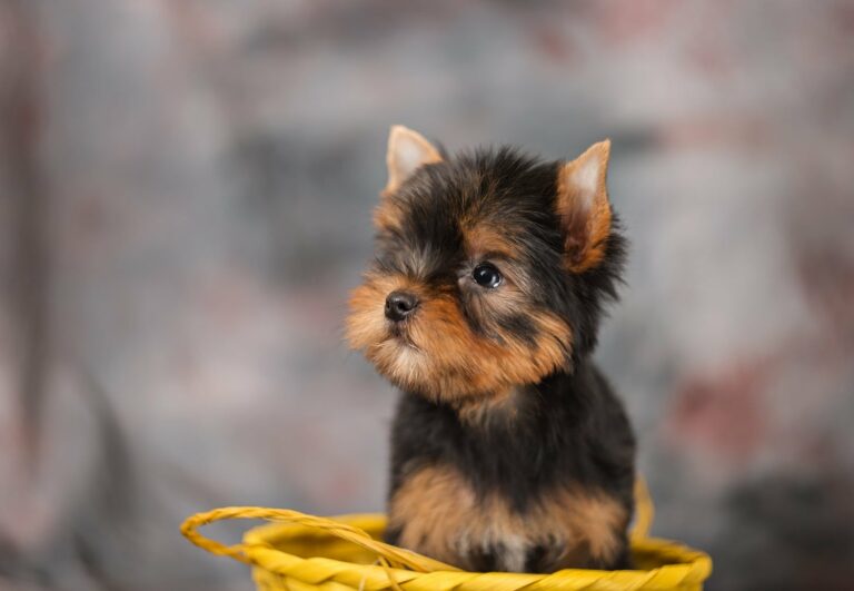 Teacup Miniature Yorkie: Expert's Breed Profile & Care Guide - The ...