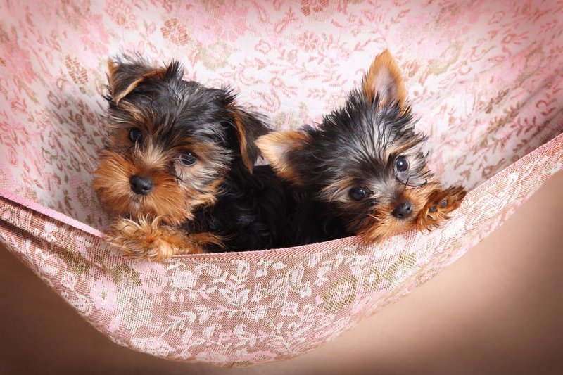 Teacup Miniature Yorkie: Expert's Breed Profile & Care Guide - The ...