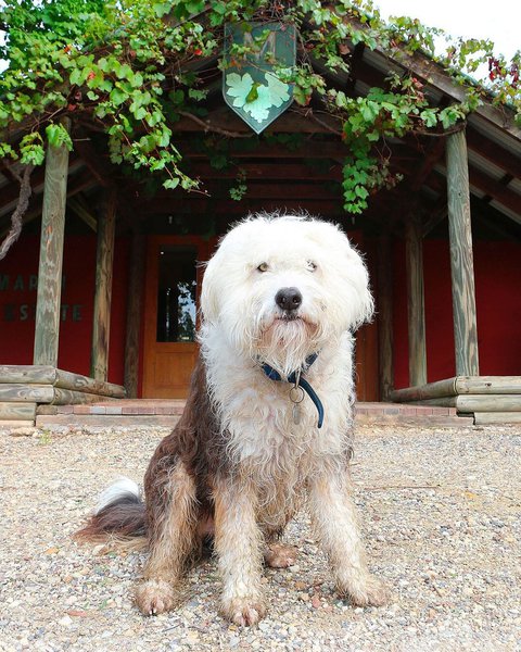 22 Cattle Dog Breeds That Love Corralling Livestock - The Goody Pet