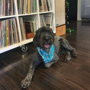 28 Schnauzer Mixes That You Never Know Existed - The Goody Pet