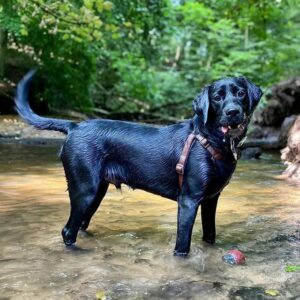 46 Adorable Labrador Mixes That Are Too Cute For Words - The Goody Pet
