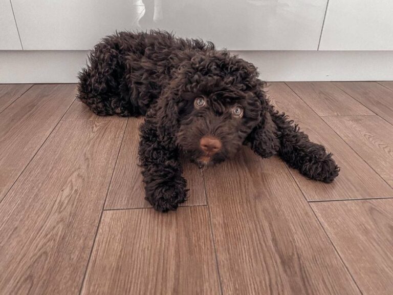 8 Mop Dog Breeds That You Give A Second Look - The Goody Pet