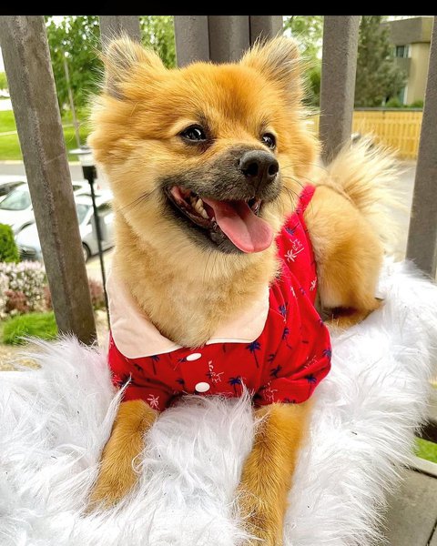 26 Pomeranian Haircuts That Make Your Little Pooch Look Super Cute ...