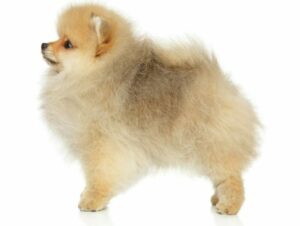 Snarling Dog - Understanding What It Means And How To Handle It - The ...