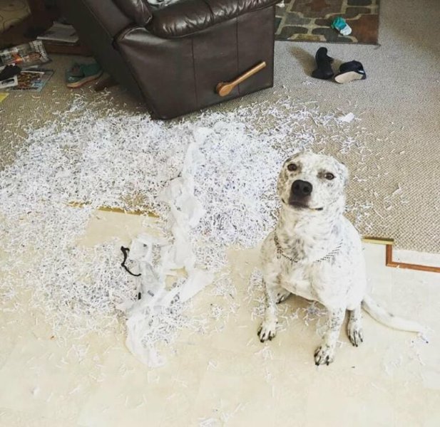 36 Beautiful Colors And Patterns Of A Pitbull - The Goody Pet