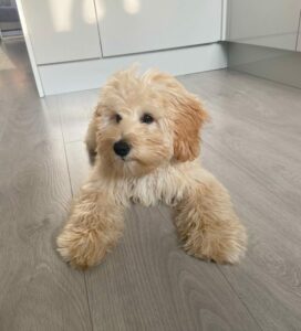 62 Poodle Mixes That You Cannot Remember Them All - The Goody Pet