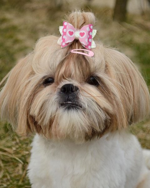 21 Shih Tzu Hairstyles That Would Make Your Shih Tzu A Star - The Goody Pet