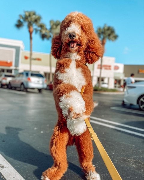 31 Fastest Dog Breeds That You Can’t Keep Up - The Goody Pet