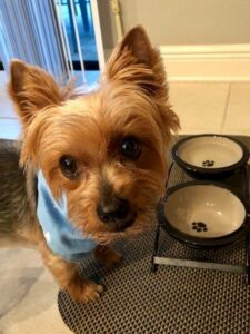 How To Potty Train A Yorkie Puppy? - Steps & Challenges - The Goody Pet