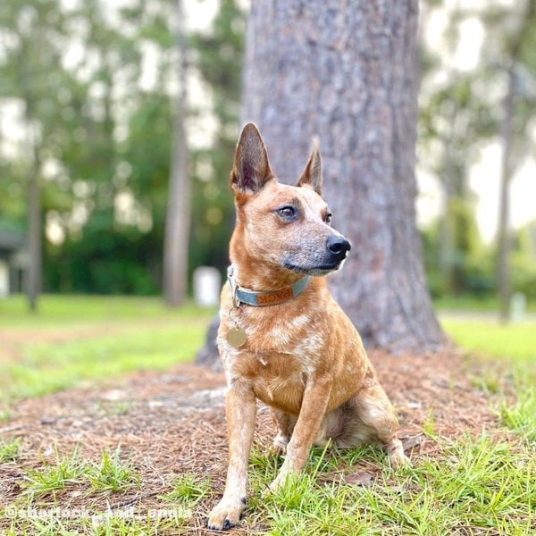 22 Cattle Dog Breeds That Love Corralling Livestock - The Goody Pet