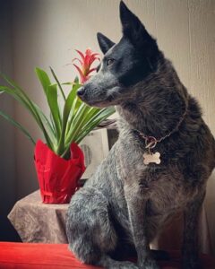 22 Blue Dog Breeds That You Never Know Existed - The Goody Pet