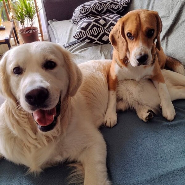 Is It Better To Have 2 Dogs? And Things To Consider Before Getting A ...