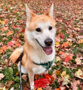 What Countries Eat Dogs? 17 Places Around The World Where You Can Have ...