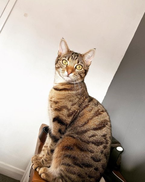 How To Determine Your Cat's Breed - Purebreds VS Mixed Breeds - The ...