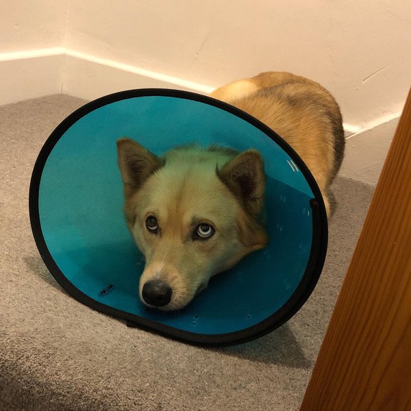 Shiba Inu Husky Mix – Your Complete Breed Guide To The Shiba Inusky ...